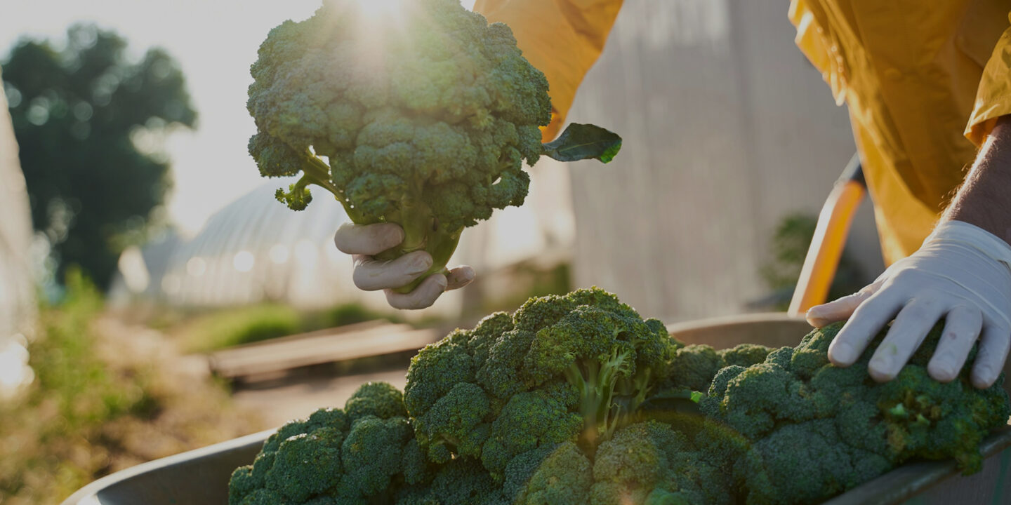 Farm-Fresh Wholesale Produce: ATV Farms