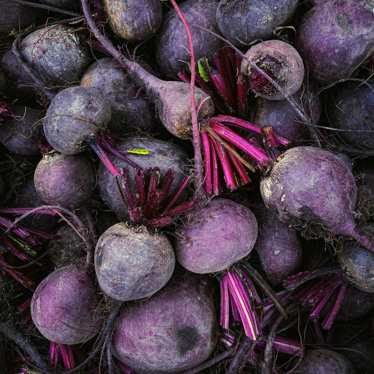 Nutritious, Fresh Bulk Beets | ATV Farms