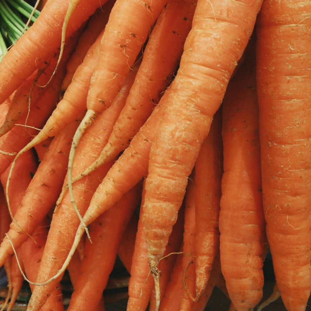Farm-Fresh Bulk Carrots | ATV Farms