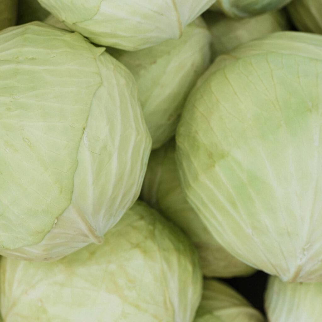 Buy Bulk Cabbage for Your Store | ATV Farms